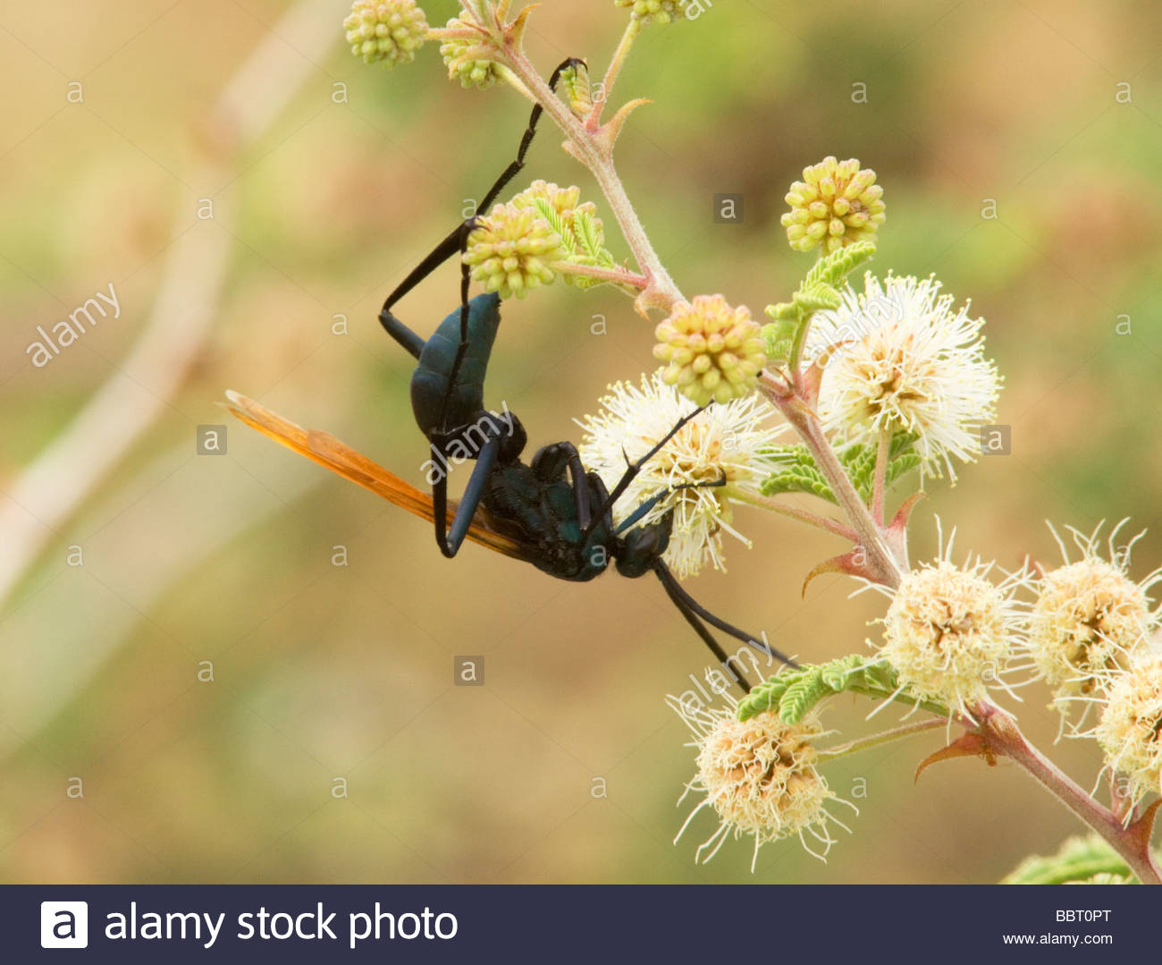 Tarantula Hawk Wasp High Resolution Stock Photography and Images - Alamy