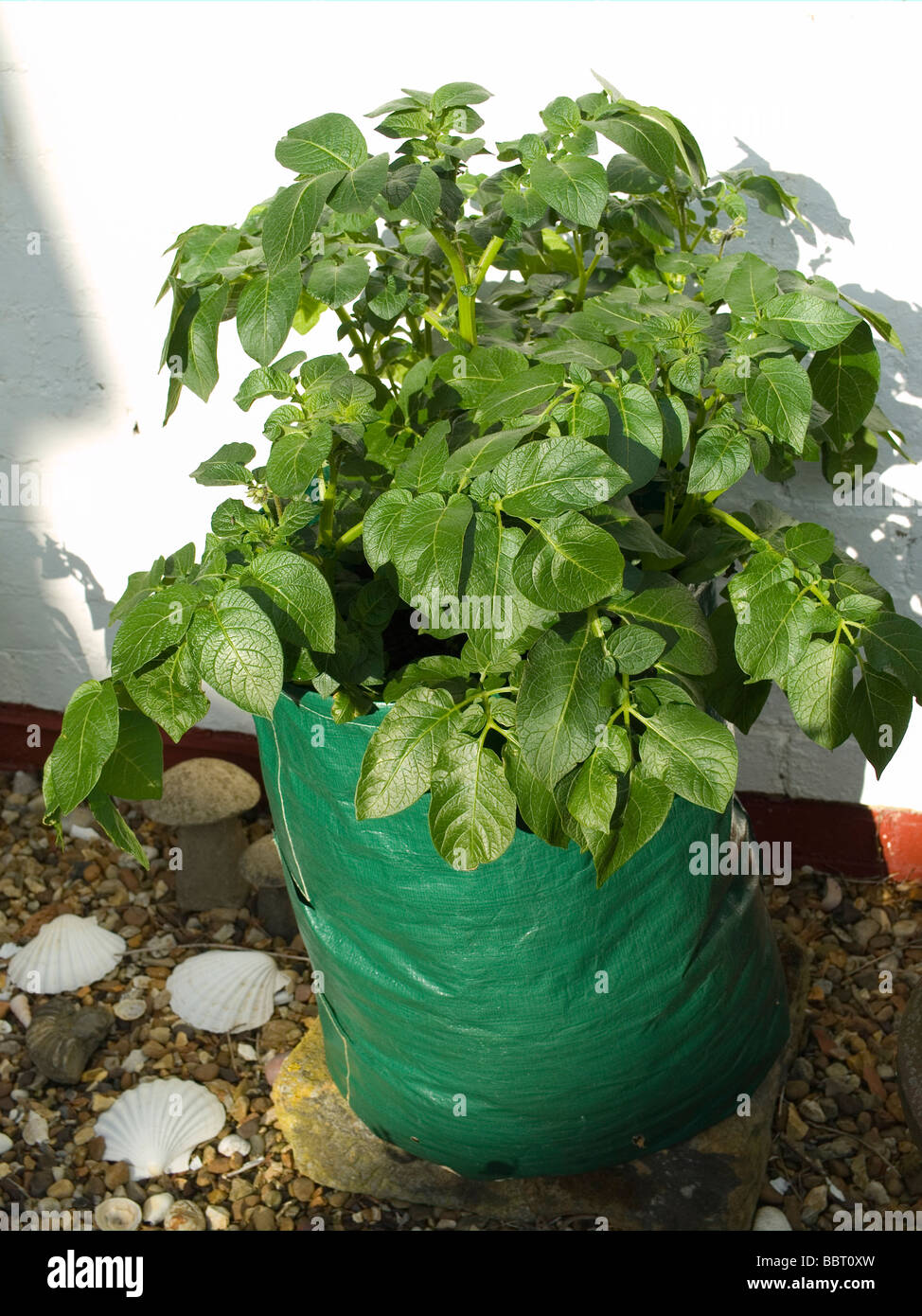 Grow potato hi-res stock photography and images - Alamy