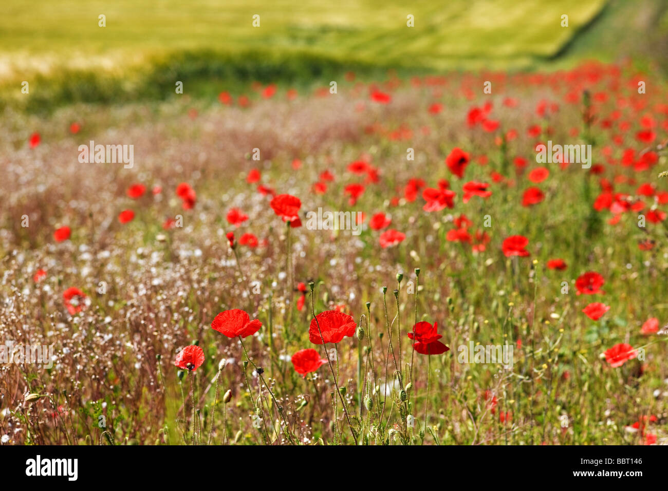 Poppies growing alongside a wheat crop in the famous "Poppyland of ...