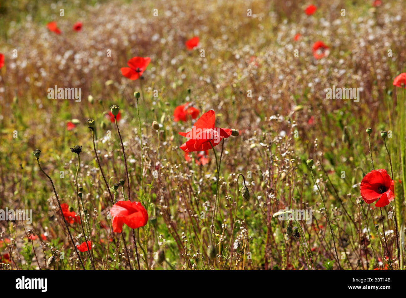 Poppies growing alongside a wheat crop in the famous "Poppyland of ...
