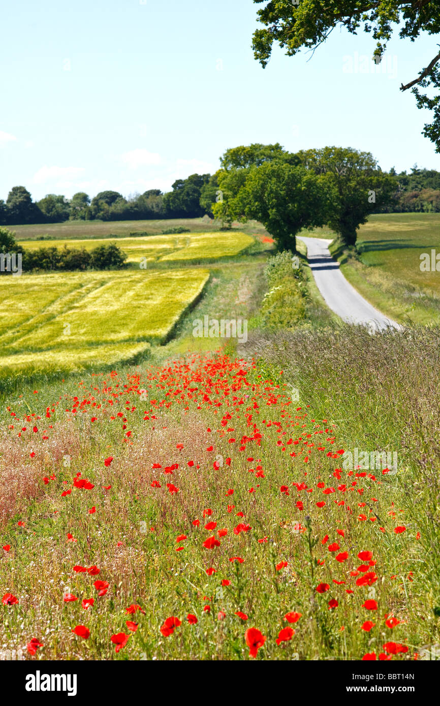 Poppy land, norfolk hi-res stock photography and images - Alamy