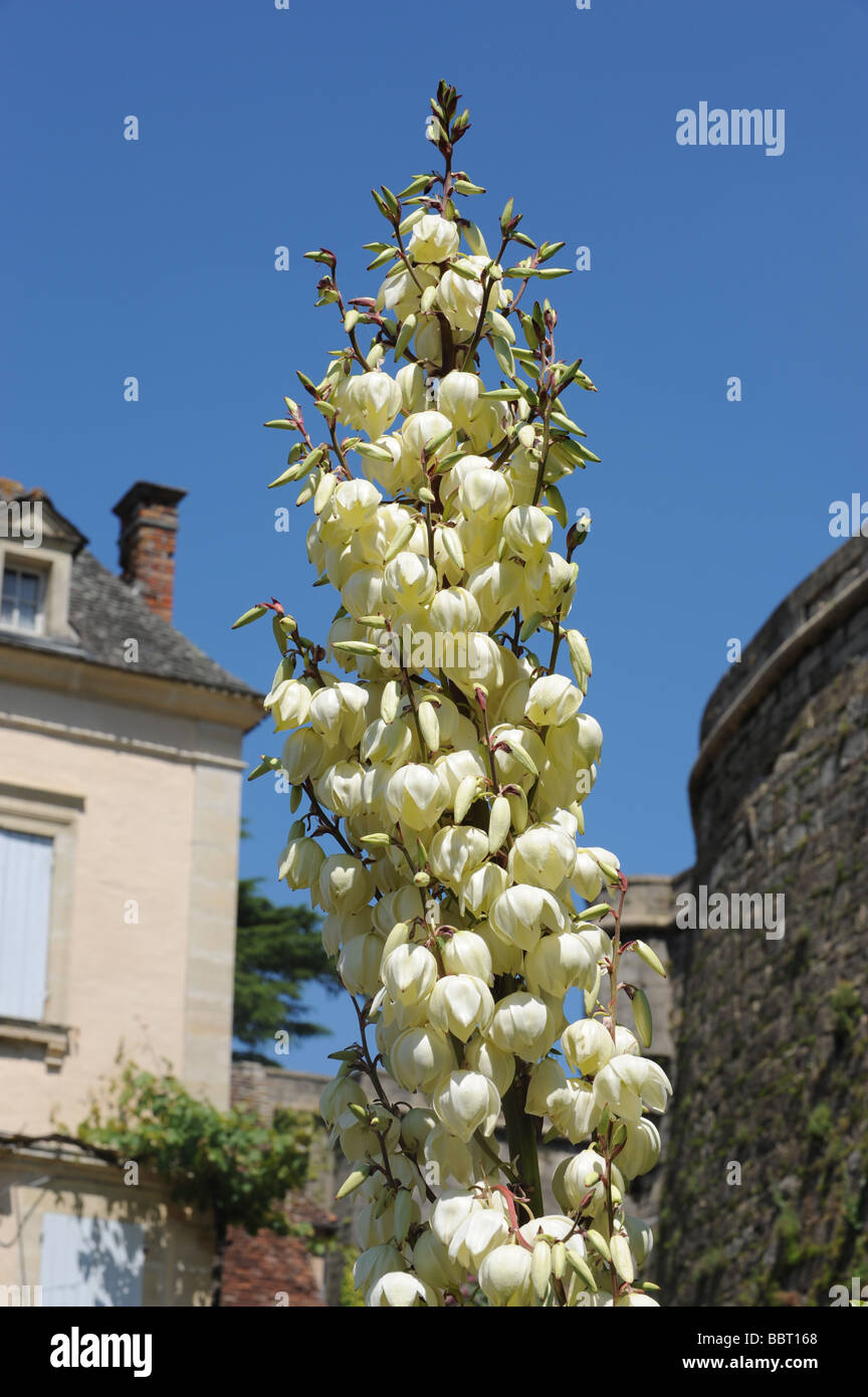 Yucca plant flower hi-res stock photography and images - Alamy