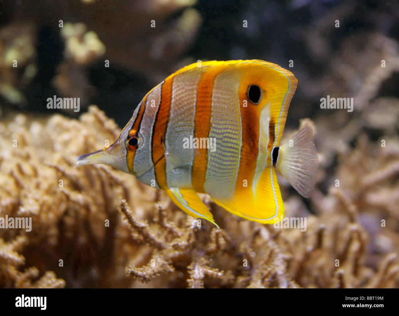 Copperband Butterflyfish, Copper-banded Butterflyfish, Beaked ...