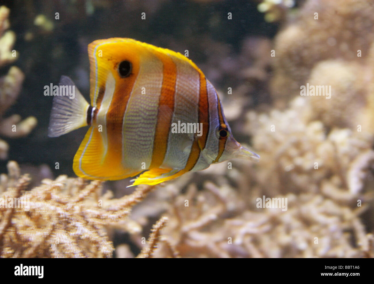 Copperband Butterflyfish, Copper-banded Butterflyfish, Beaked ...