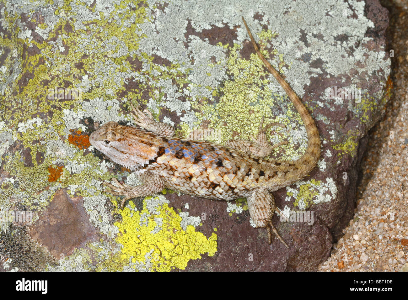 Desert Spiny Lizard Stock Photo - Alamy