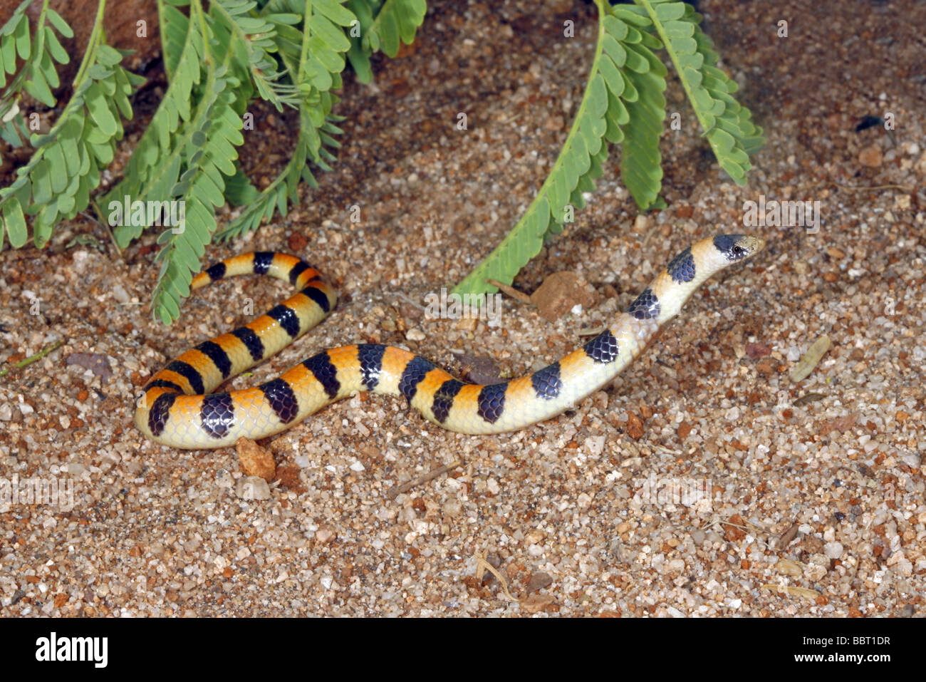 Variable snake hi-res stock photography and images - Alamy