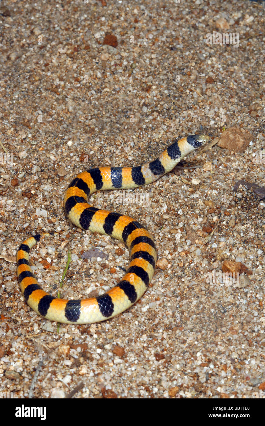 Variable snake hi-res stock photography and images - Alamy