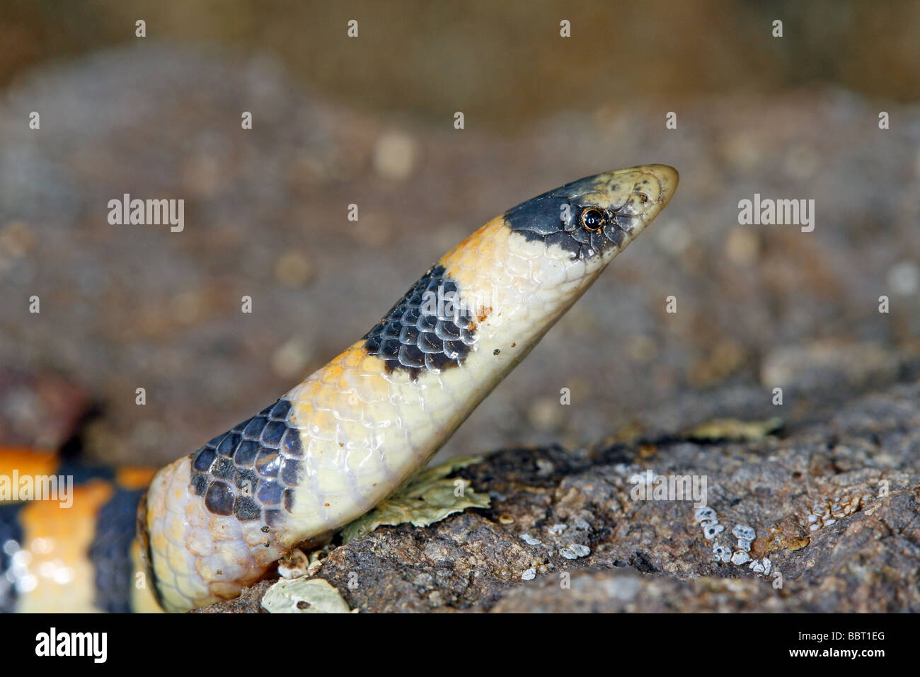 Sand Snake High Resolution Stock Photography and Images - Alamy
