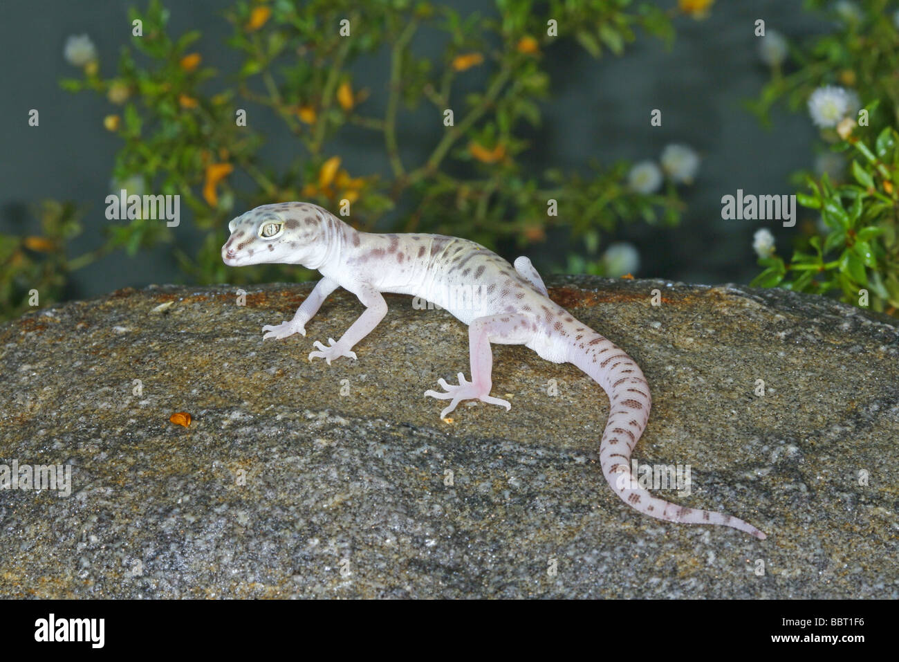 Western Banded Gecko Stock Photo - Alamy