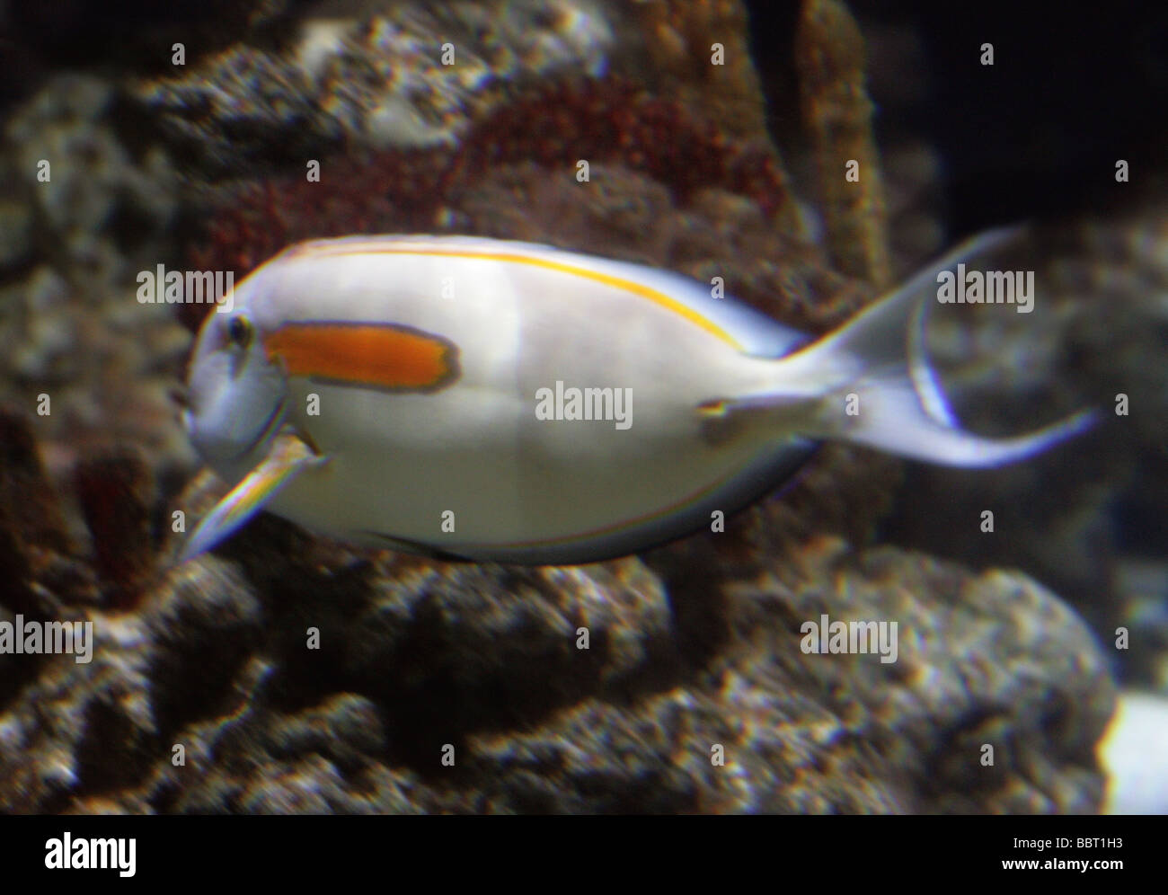 Striped Tropical Fish High Resolution Stock Photography and Images - Alamy