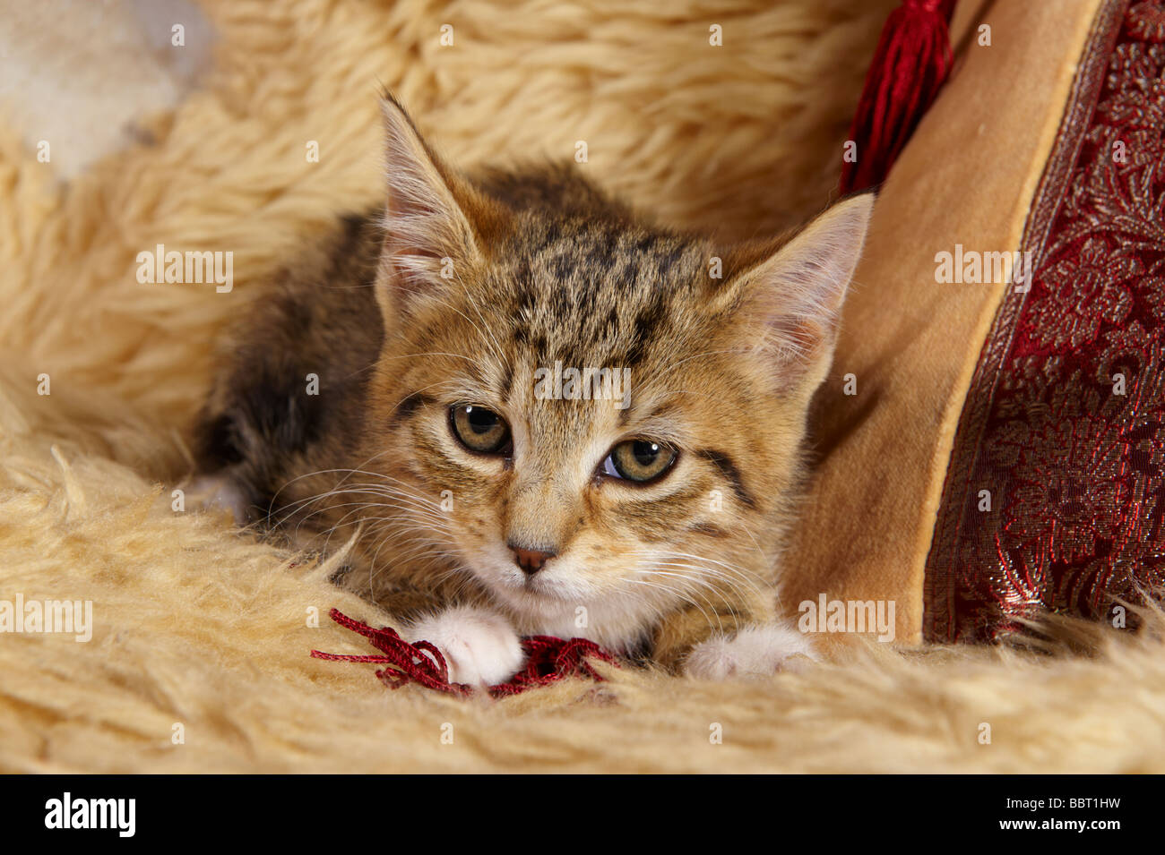 Young tabby kitten crouching lying down Stock Photo - Alamy
