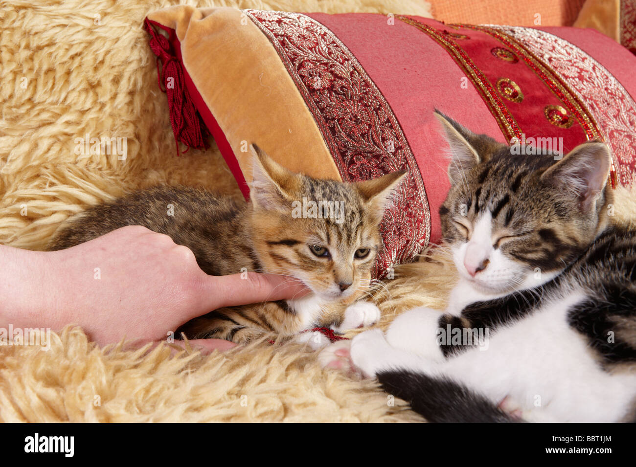 Cat neck stroke hi-res stock photography and images - Alamy