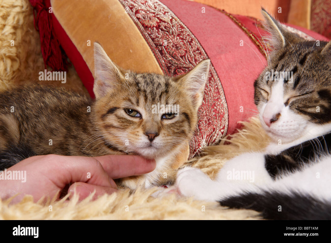 Young tabby kitten having its neck chest tickled Stock Photo - Alamy
