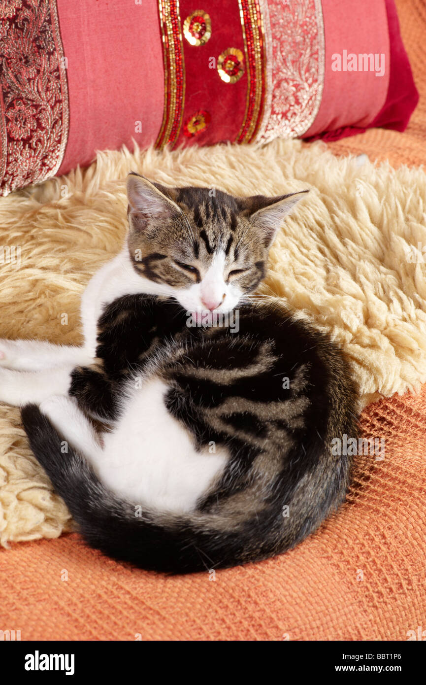 Kitten washing itself Stock Photo - Alamy