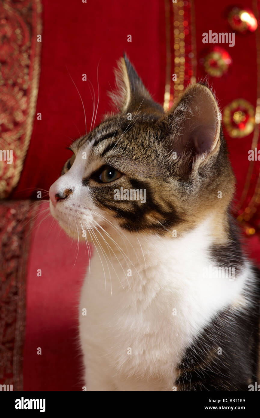 Cat sitting upright hi-res stock photography and images - Alamy