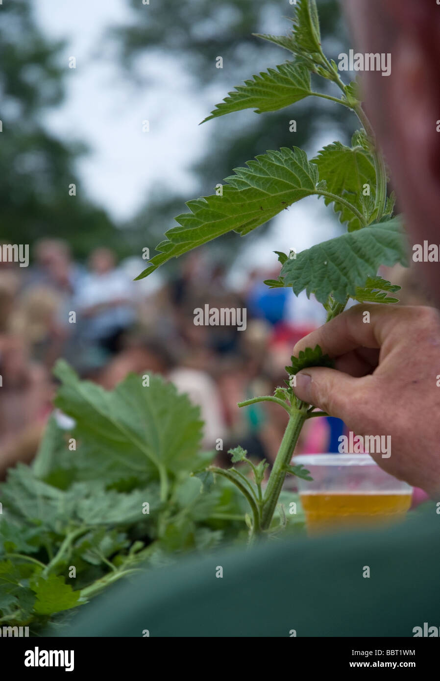 a competitors picks away at stinging nettle at the 2099 world nettle ...