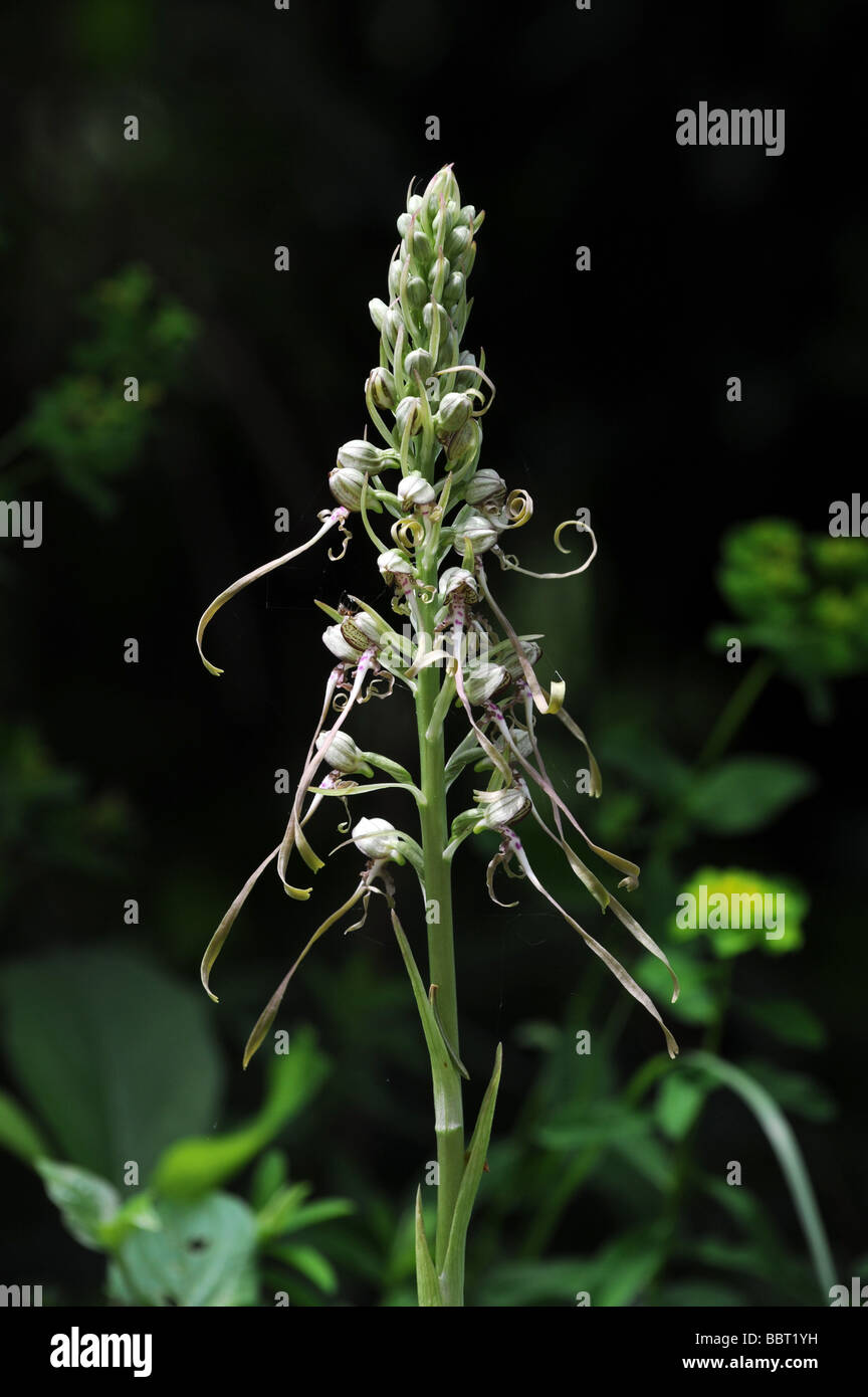 Lizard Orchid himantoglossum hircinum Stock Photo - Alamy