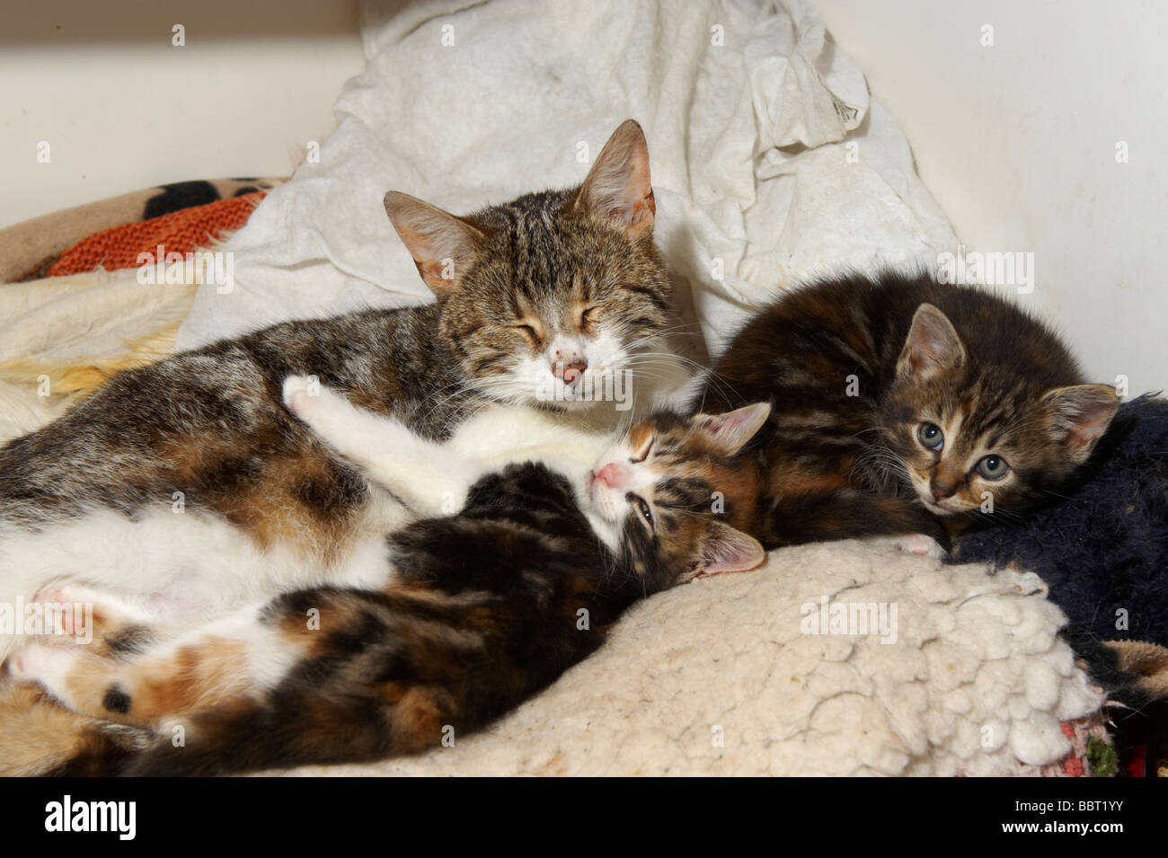 Female cat queen with young kittens in her care Stock Photo - Alamy