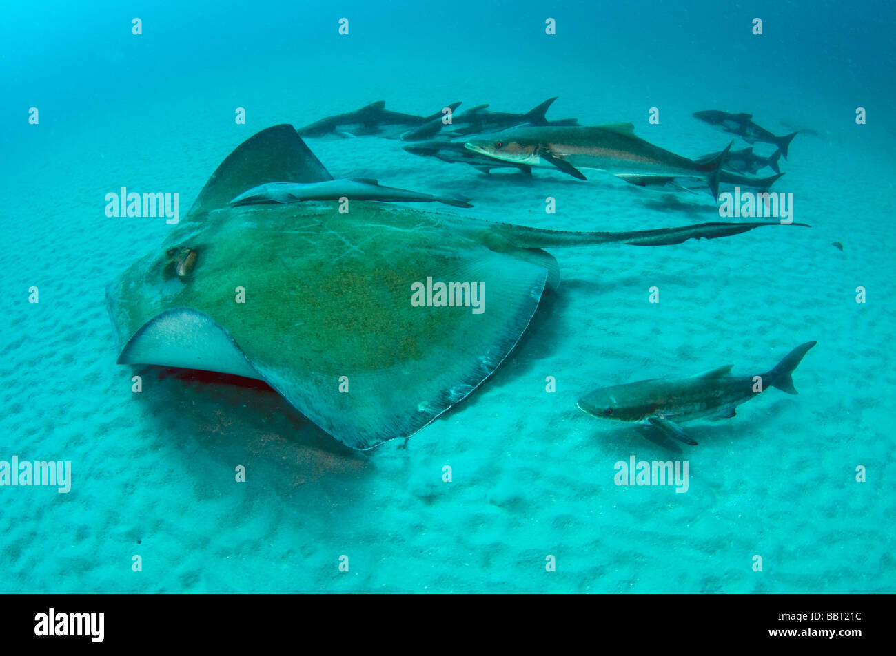 Large stingray hi-res stock photography and images - Alamy