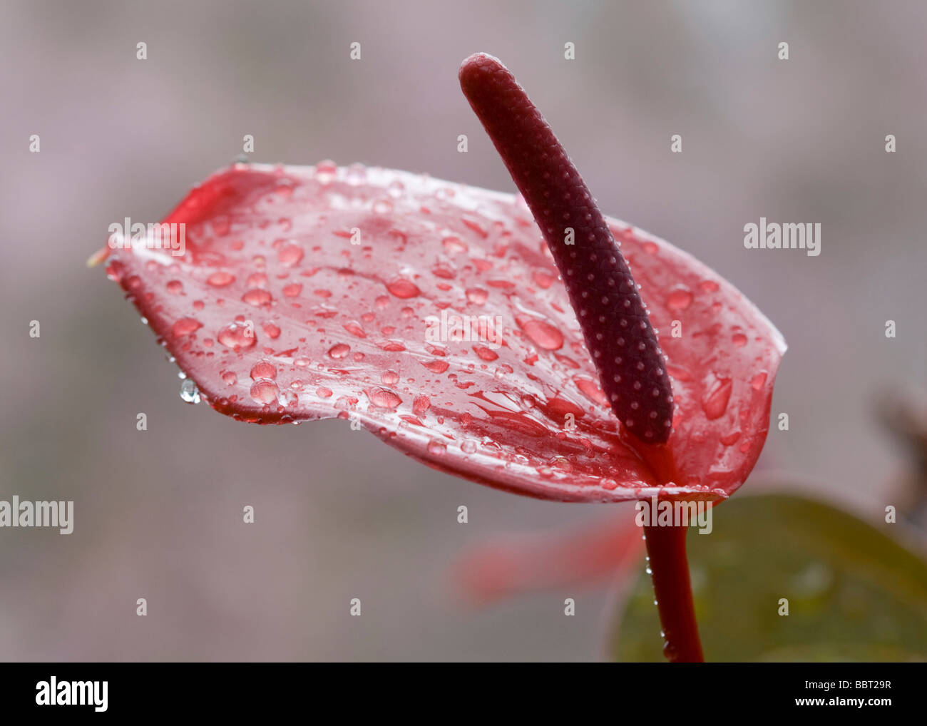 Anthurium andreanum, otherwise known as a Flamingo Lily Stock Photo - Alamy