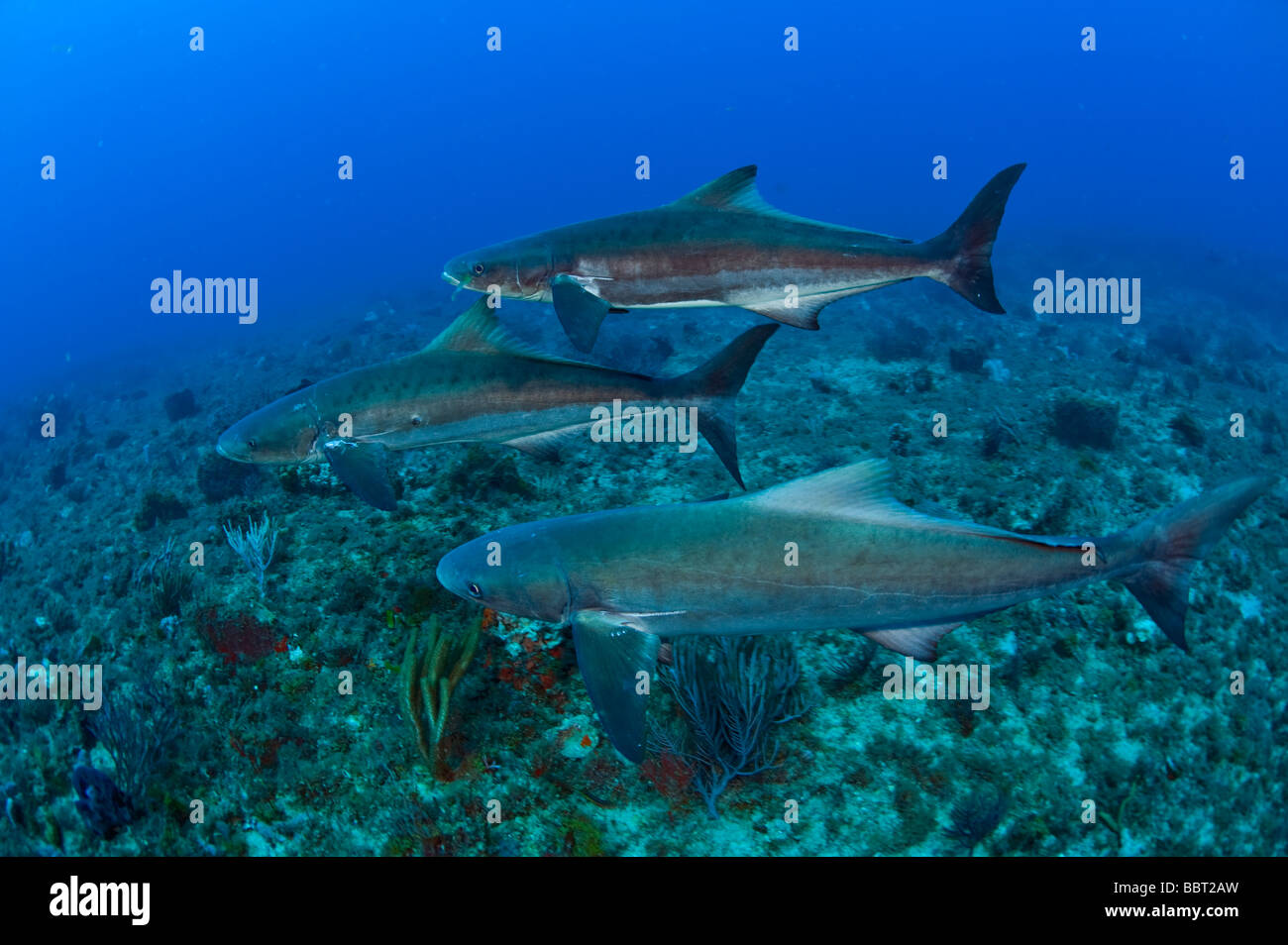 Cobia High Resolution Stock Photography and Images - Alamy