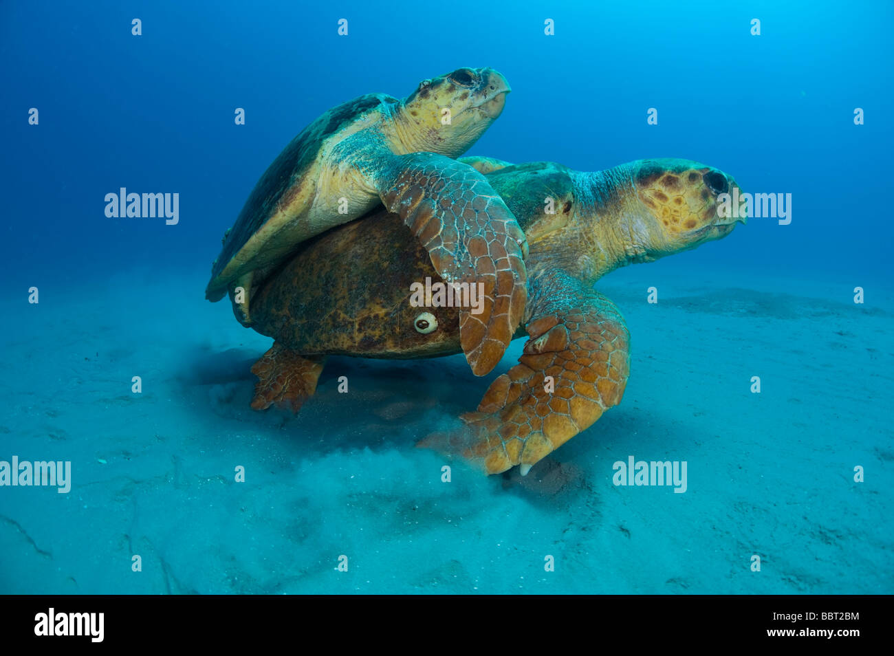 Mating Loggerhead Sea Turtles (Caretta caretta) offshore Palm Beach, FL ...