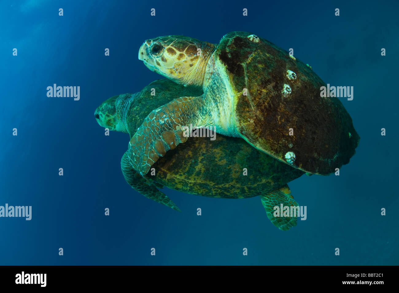 Mating Loggerhead Sea Turtles (Caretta caretta) offshore Palm Beach, FL ...