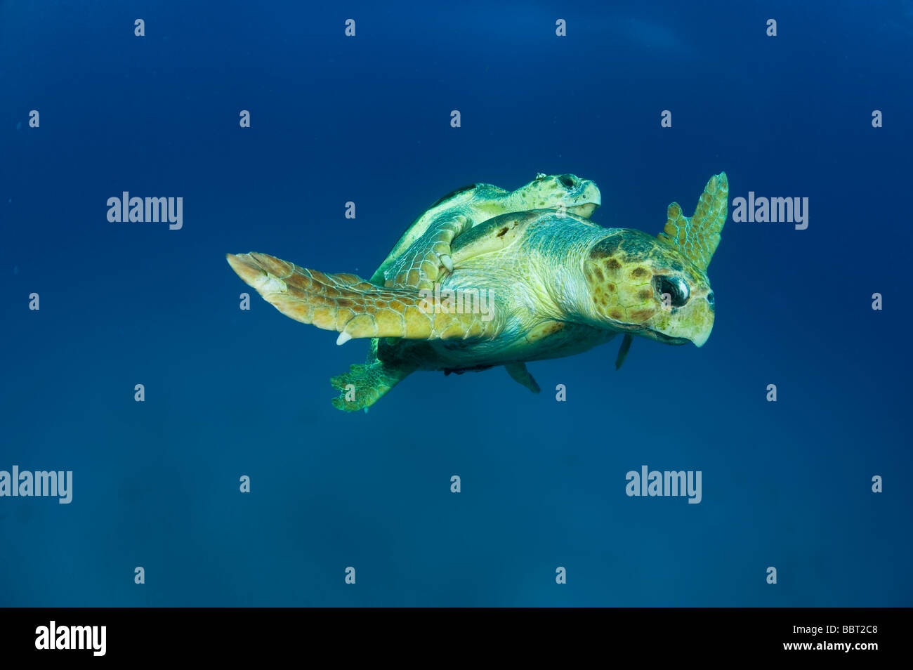Mating Loggerhead Sea Turtles (Caretta caretta) offshore Palm Beach, FL ...