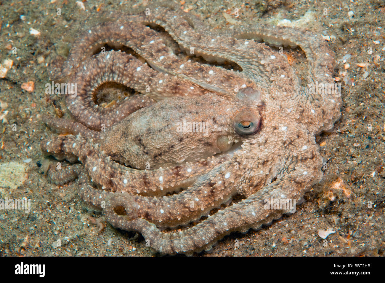 Caribbean Long Arm Octopus (Octopus defilippi) photographed in Singer ...