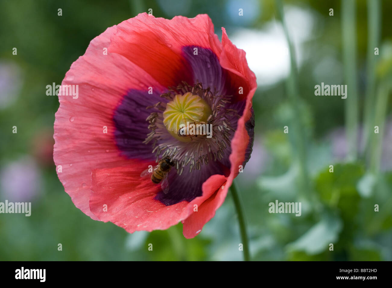 Poppy pollination hi-res stock photography and images - Alamy