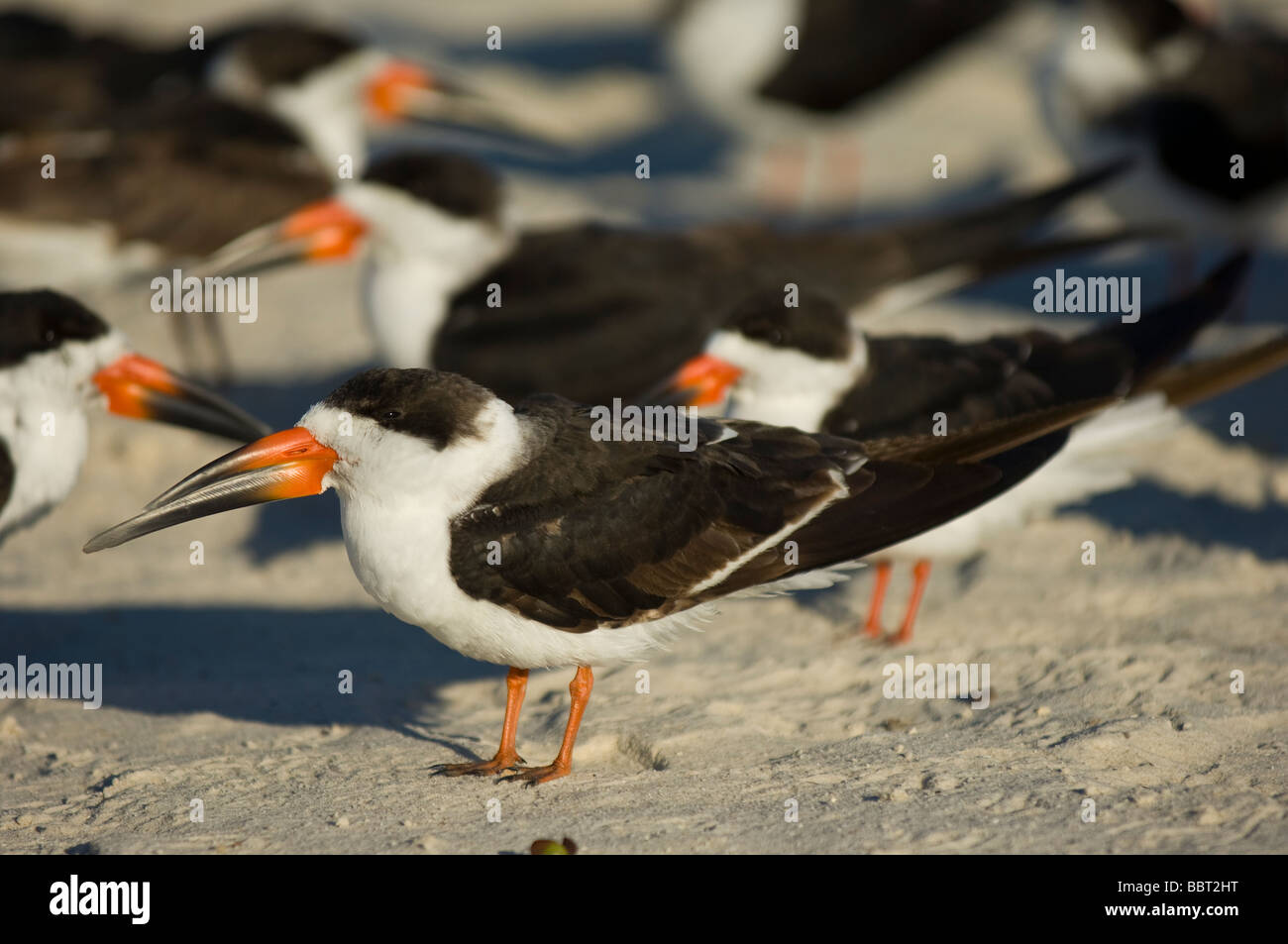 Black Skimmers Rynchops niger resting on the beach in the Crystal River ...