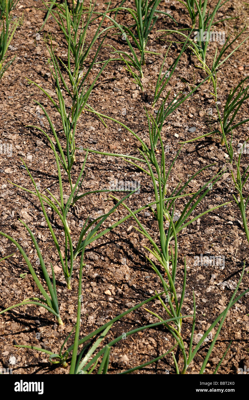 Setton onion hi-res stock photography and images - Alamy