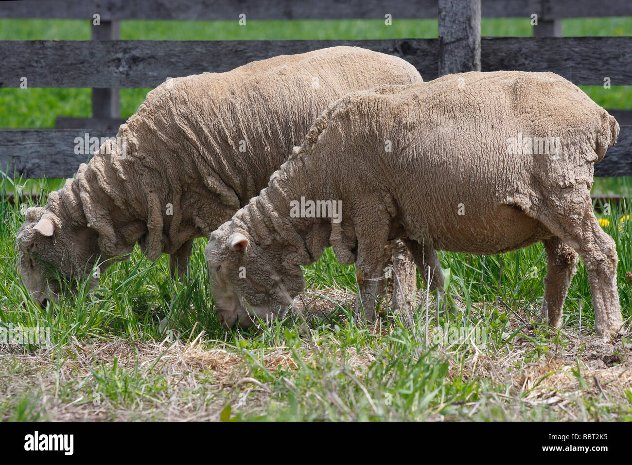 Ovis aries sheep agriculture animal domestic farming animal village nobody from side hi-res ...