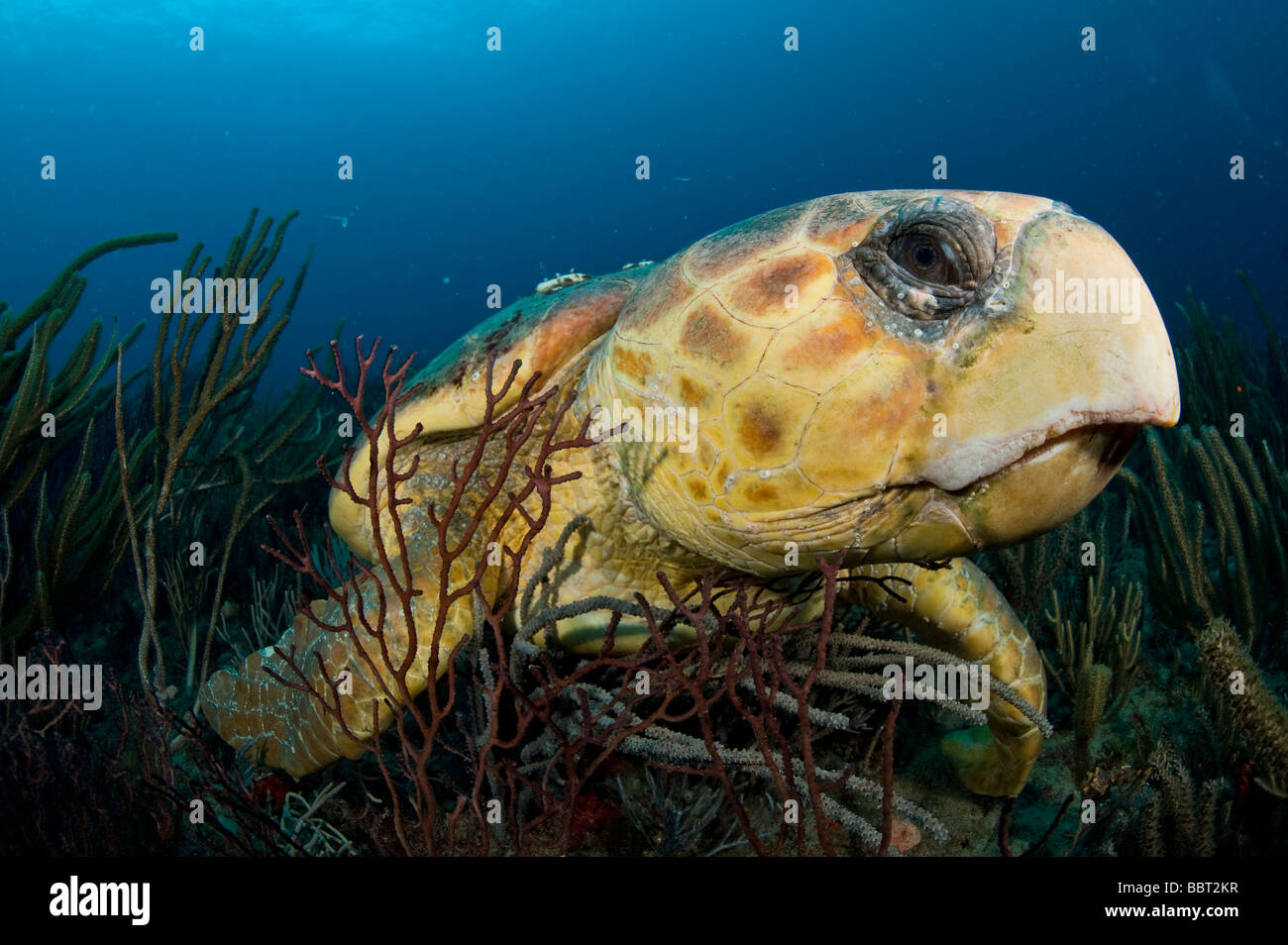 Loggerhead Sea Turtle (Caretta caretta) in Palm Beach County, FL Stock ...