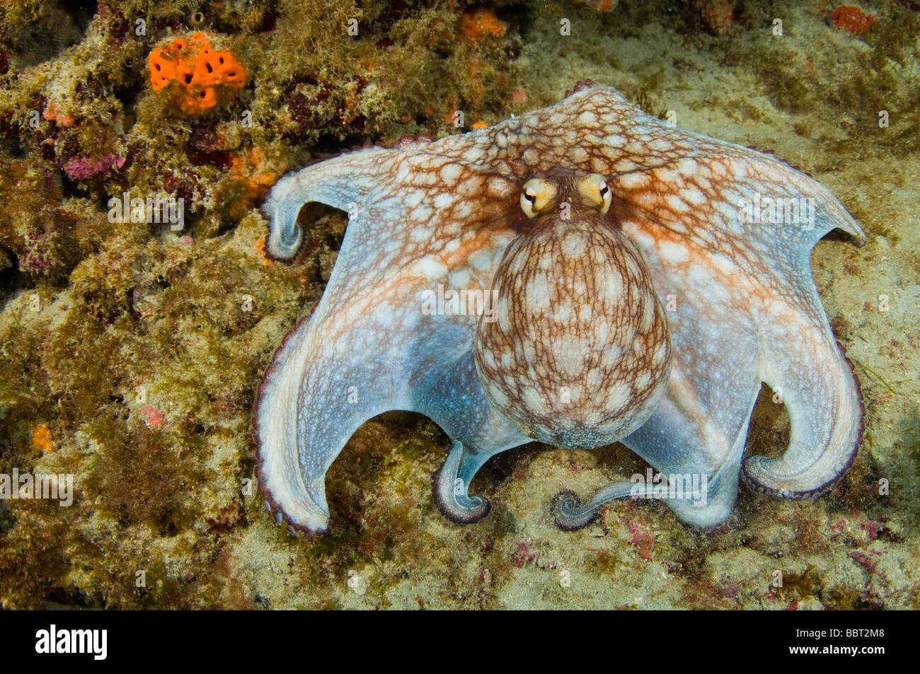 Common Octopus Octopus vulgaris hunting on a coral reef in Juno Beach ...