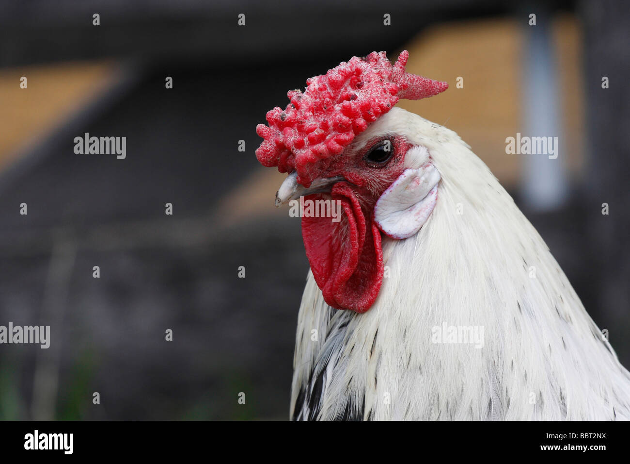 Chicken cock rooster domestic farming agriculture fowl brahma nature ...