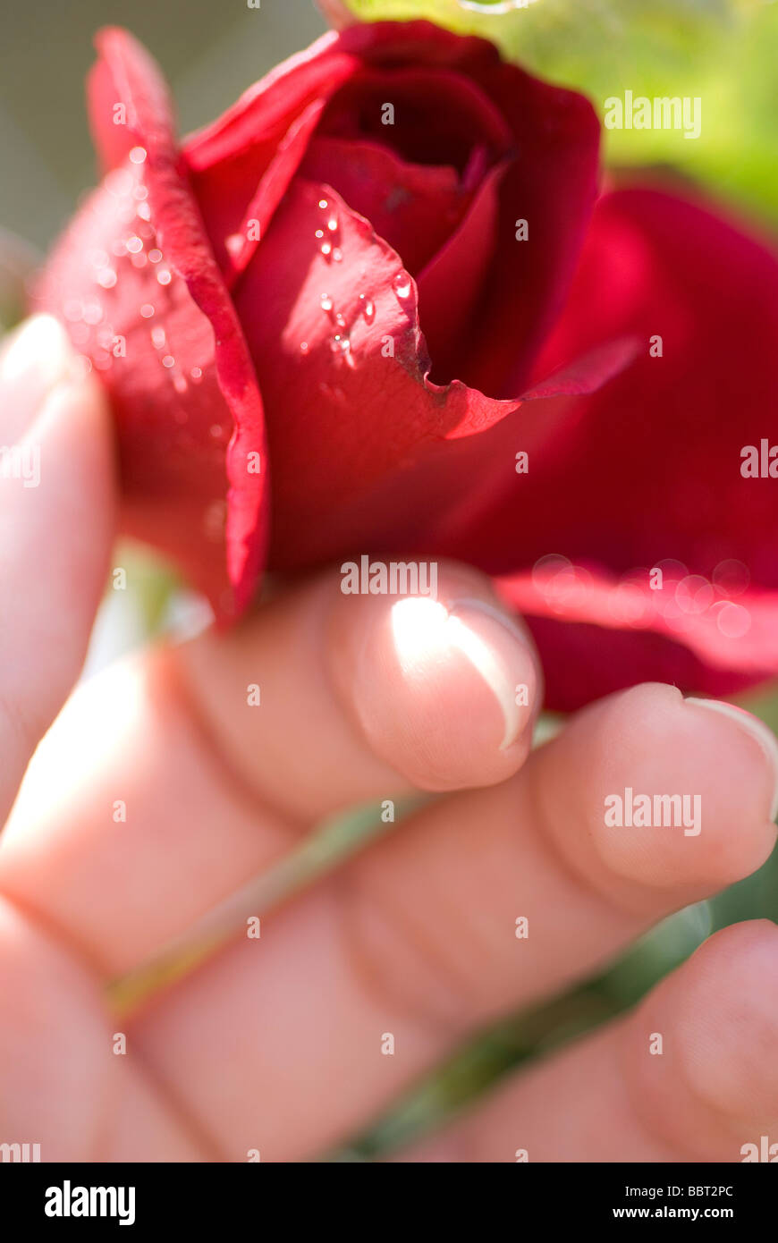 female hand touching lightly a red rose Stock Photo - Alamy