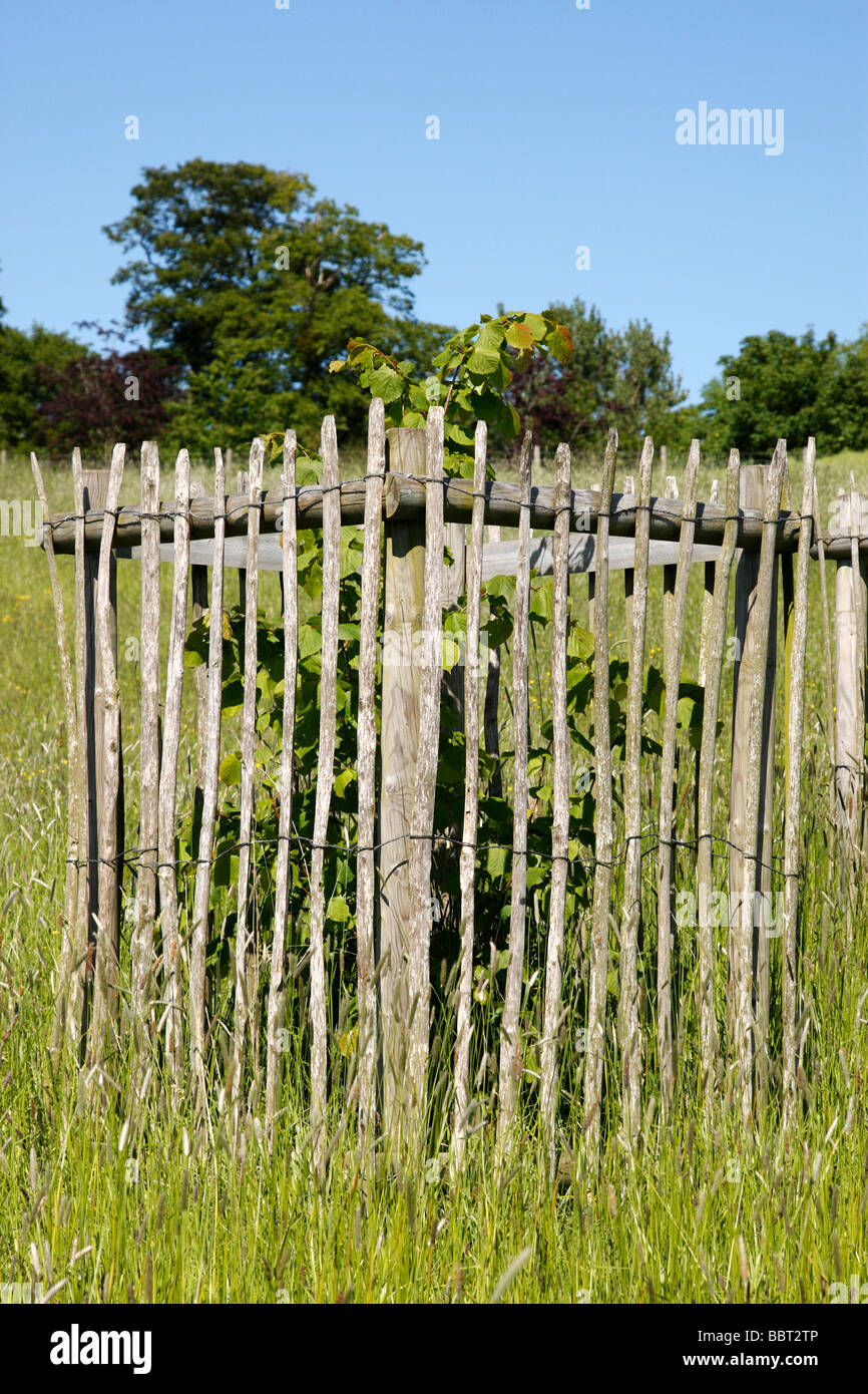 Tree growing around fence High Resolution Stock Photography and Images ...