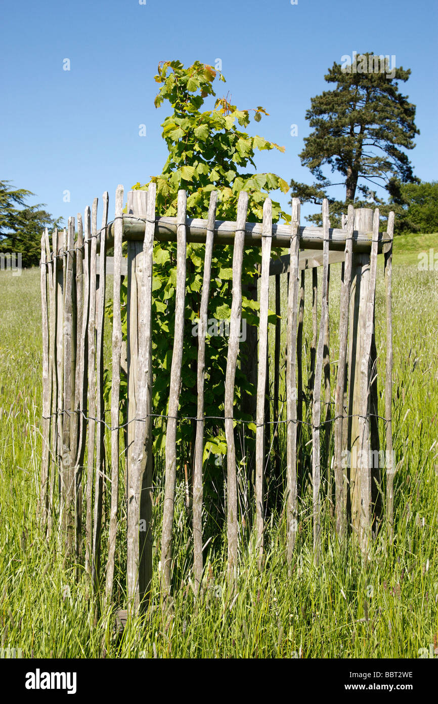 wooden picket fence to protect a young growing tree worcestershire uk ...