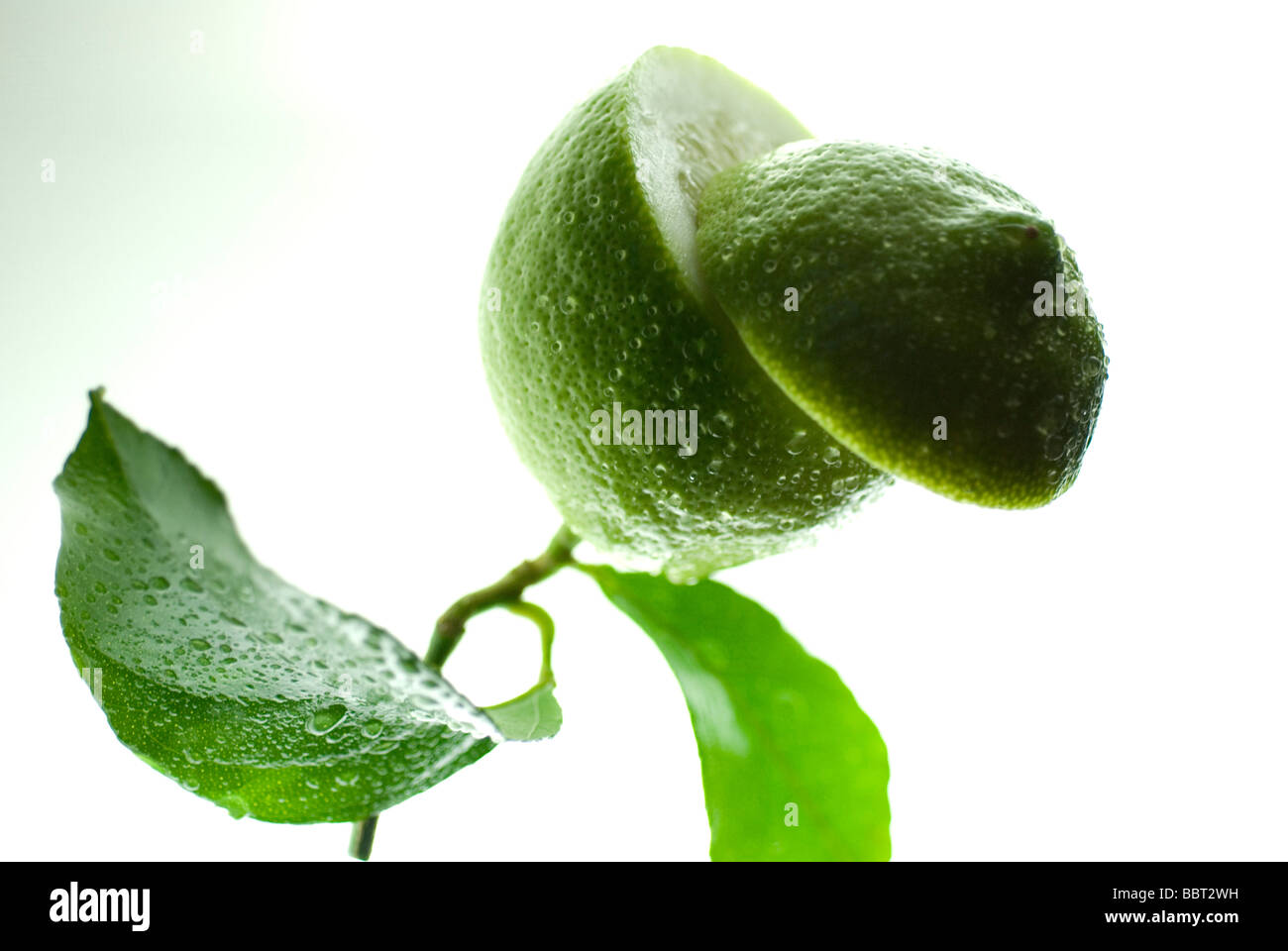 Lemon slice and leaf hi-res stock photography and images - Alamy