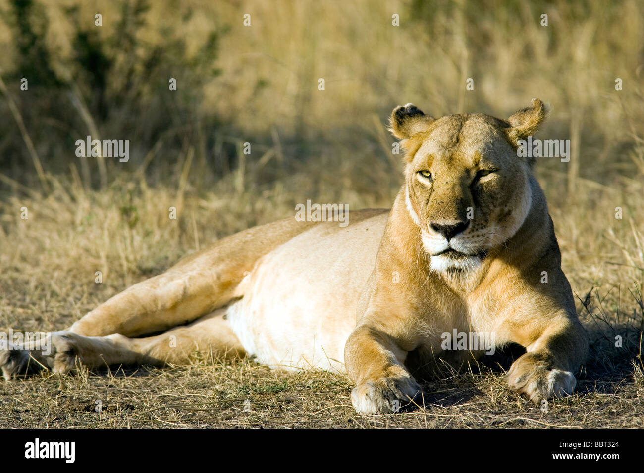Fat lion hi-res stock photography and images - Alamy
