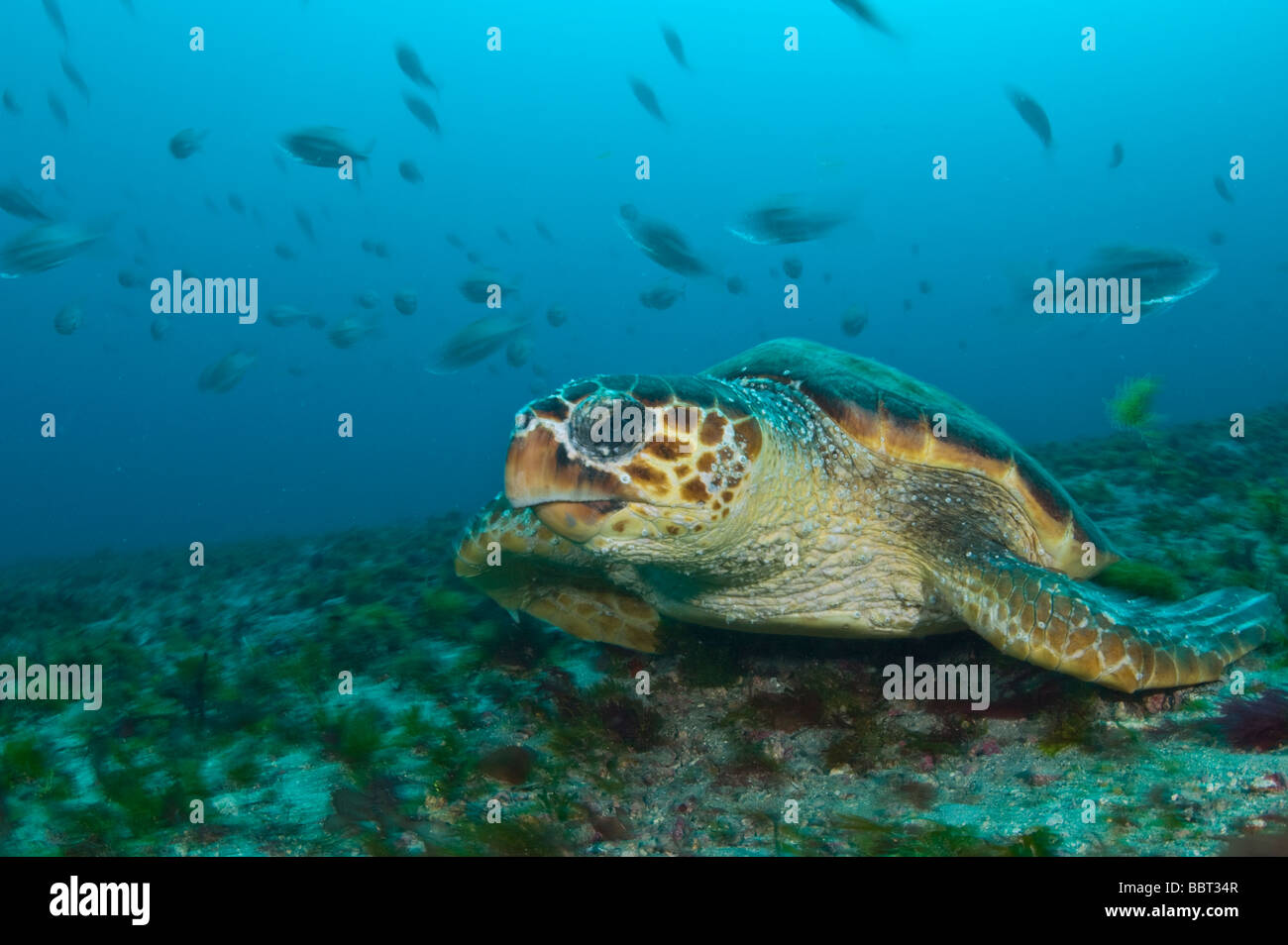 Loggerhead Sea Turtle (Caretta caretta) in Palm Beach County, FL Stock ...