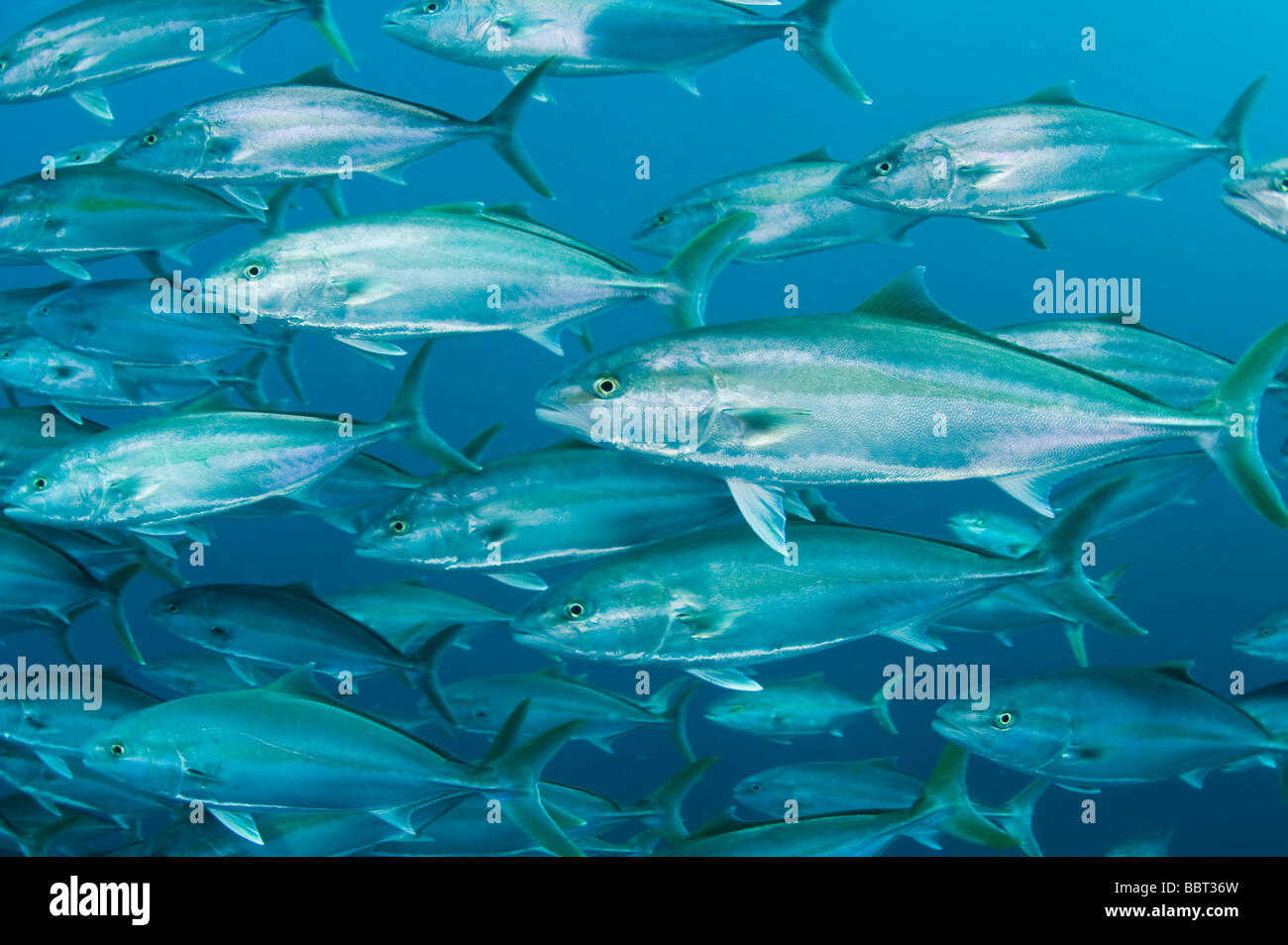 Amberjack florida hi-res stock photography and images - Alamy