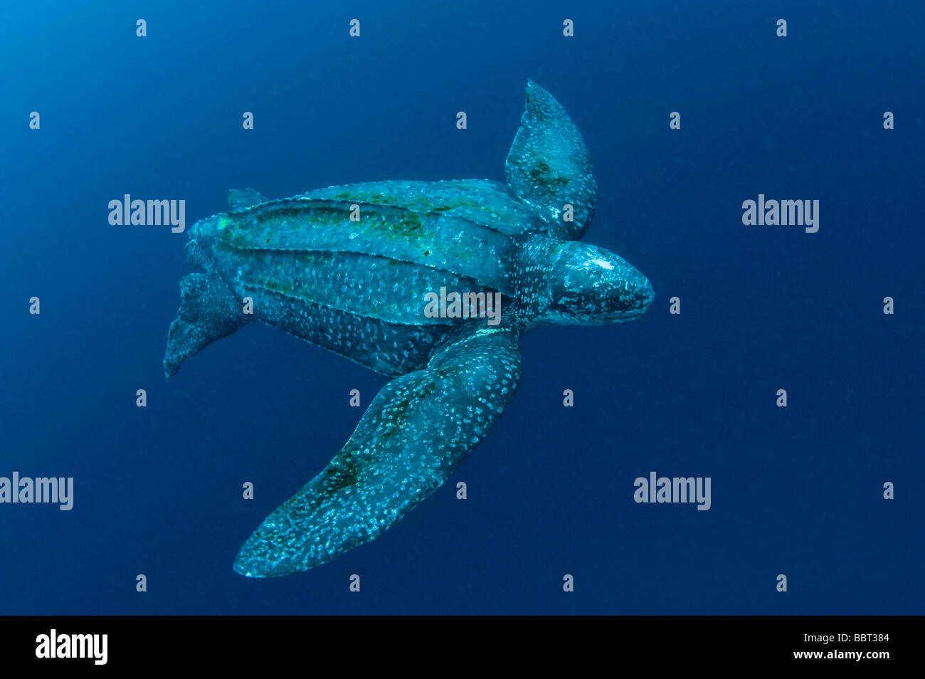 Leatherback sea turtle hi-res stock photography and images - Alamy