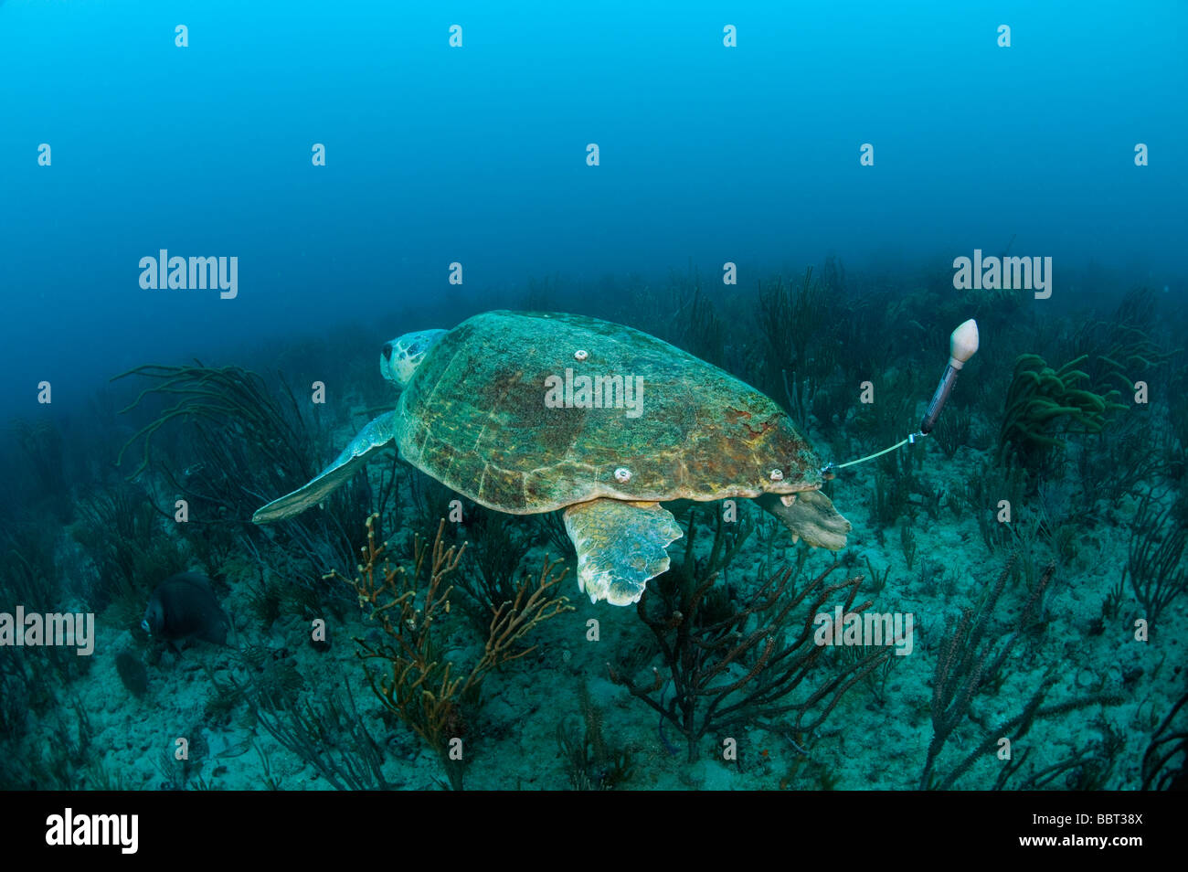 Loggerhead Sea Turtle equipped with tracking device to help scientists ...