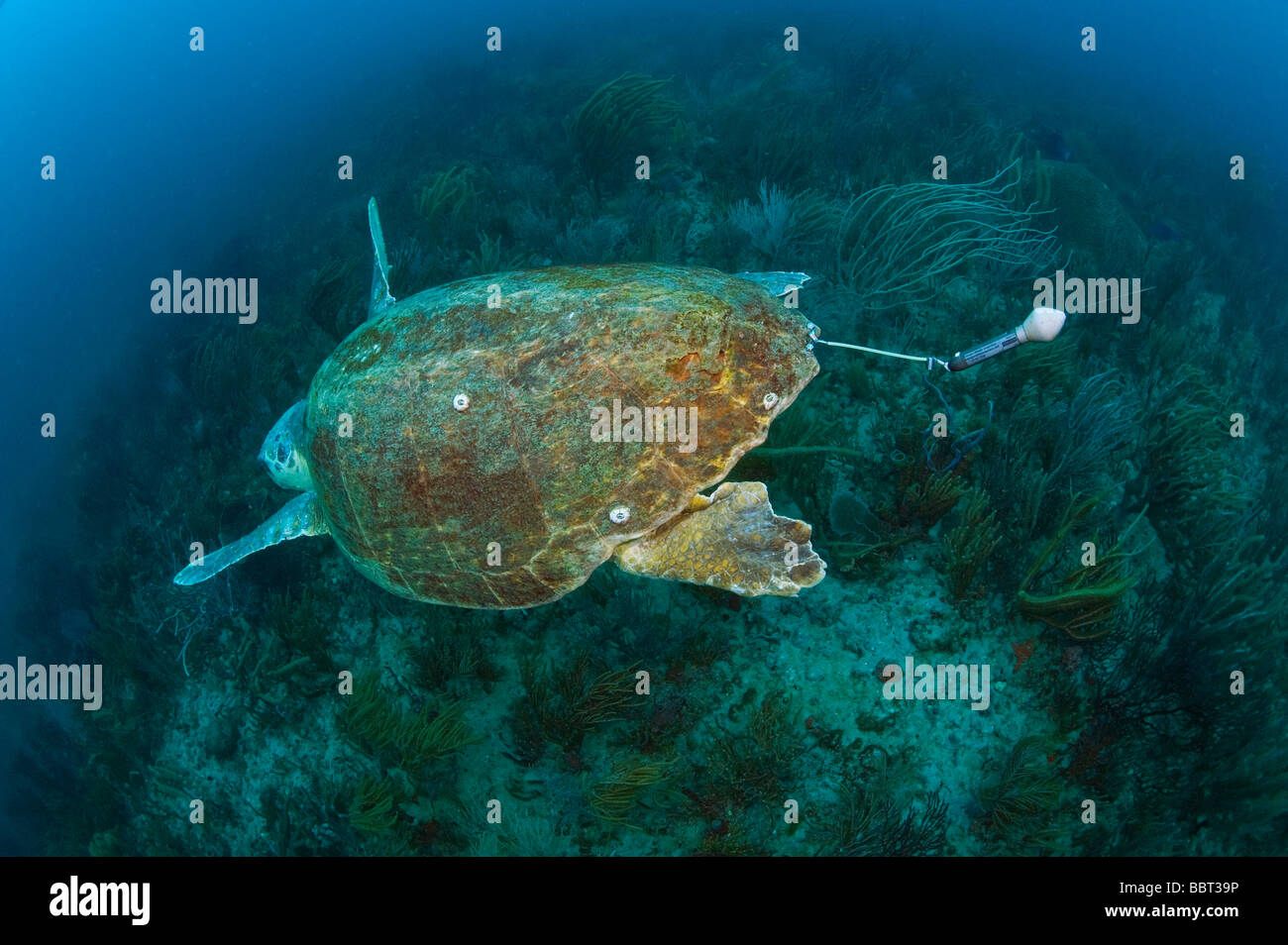 Loggerhead Sea Turtle equipped with tracking device to help scientists ...