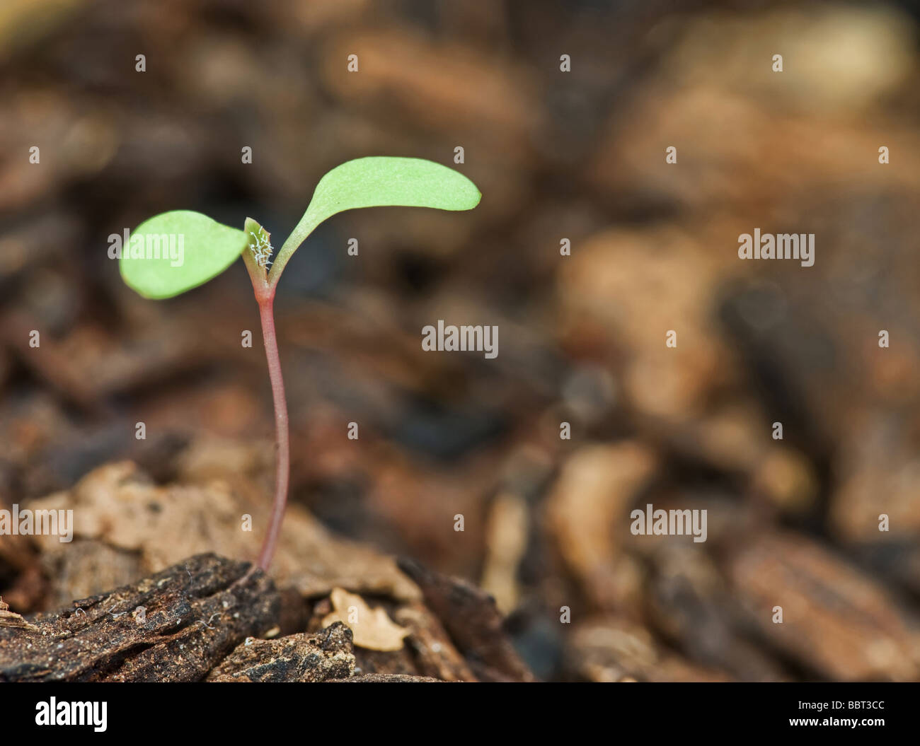 Shoot up sprout hi-res stock photography and images - Alamy