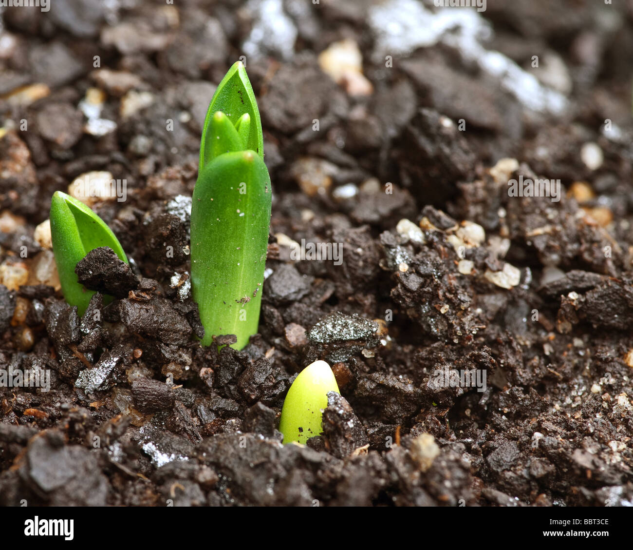 Shoot up sprout hi-res stock photography and images - Alamy