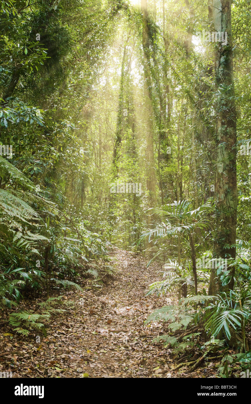 Rain forest trees hi-res stock photography and images - Alamy