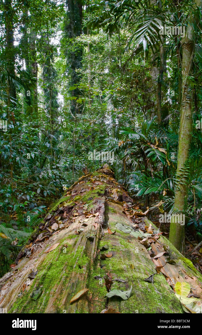 great image of the beauty of the rainforest with fallen log Stock Photo ...